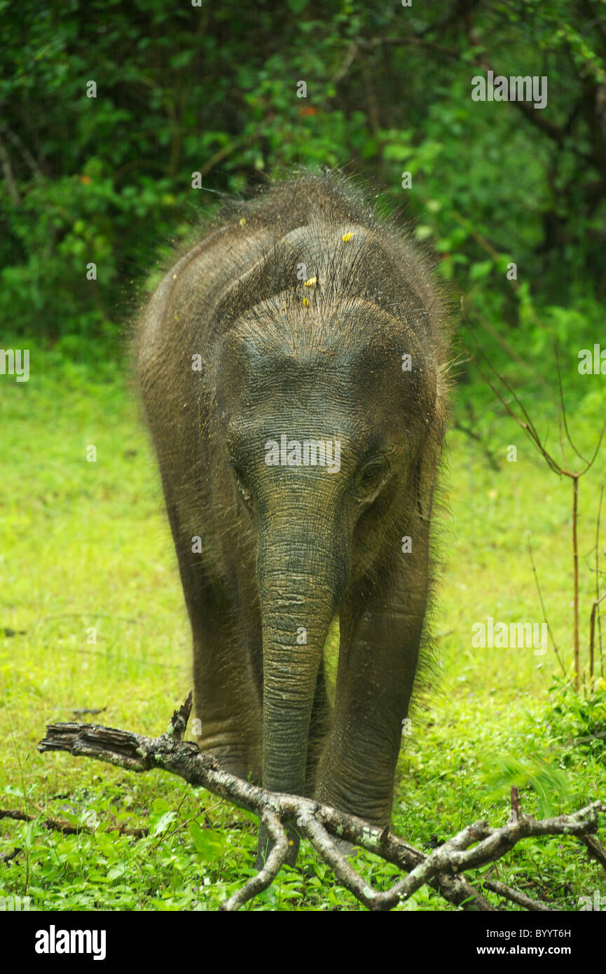 Asian elephant in forest front hi-res stock photography and images - Alamy
