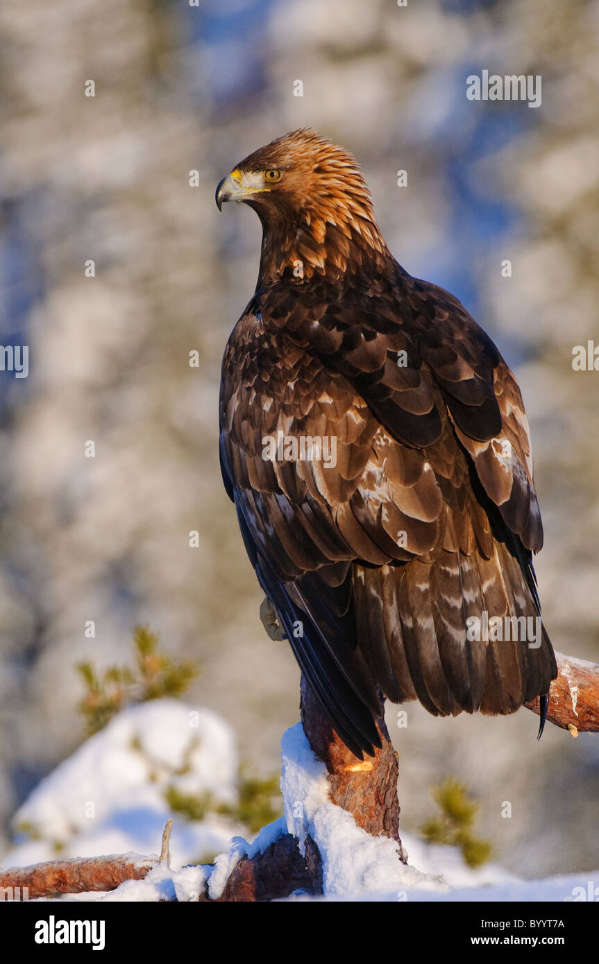 European golden eagle [Aquila chrysaetos] Stock Photo - Alamy