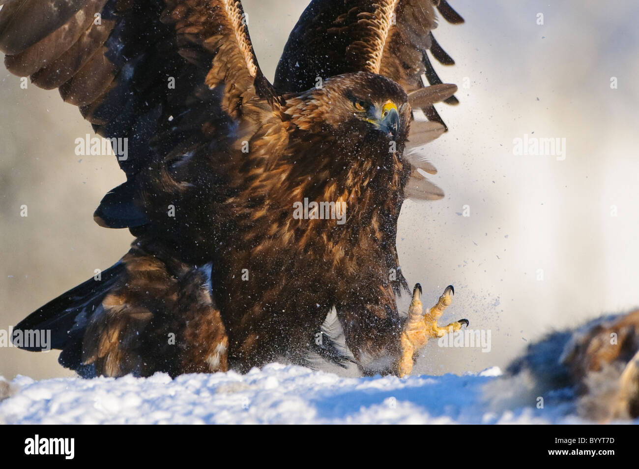 European golden eagle [Aquila chrysaetos] Stock Photo - Alamy