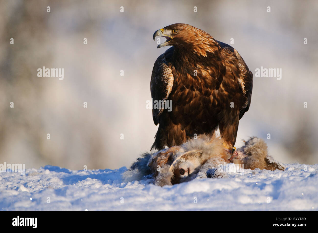 European golden eagle [Aquila chrysaetos] Stock Photo - Alamy