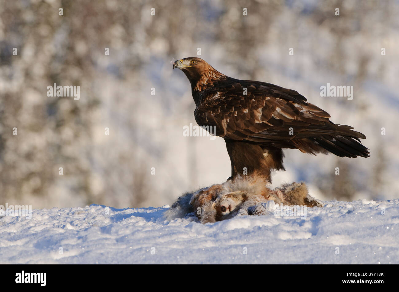 European golden eagle [Aquila chrysaetos] Stock Photo - Alamy