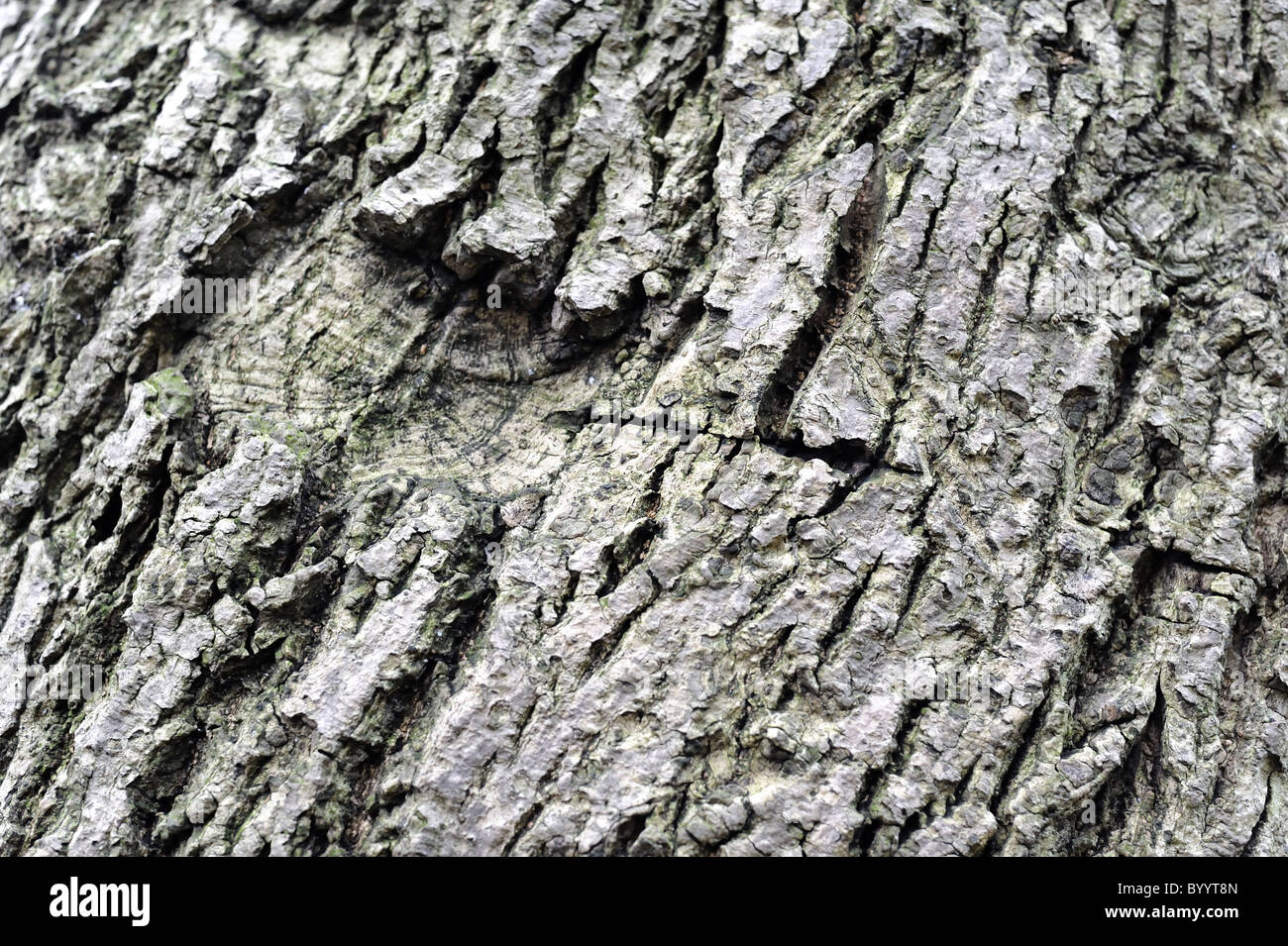The bark of a tree Stock Photo - Alamy