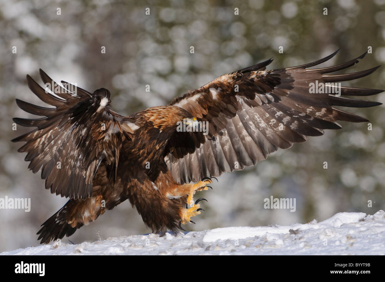 European golden eagle [Aquila chrysaetos] Stock Photo - Alamy