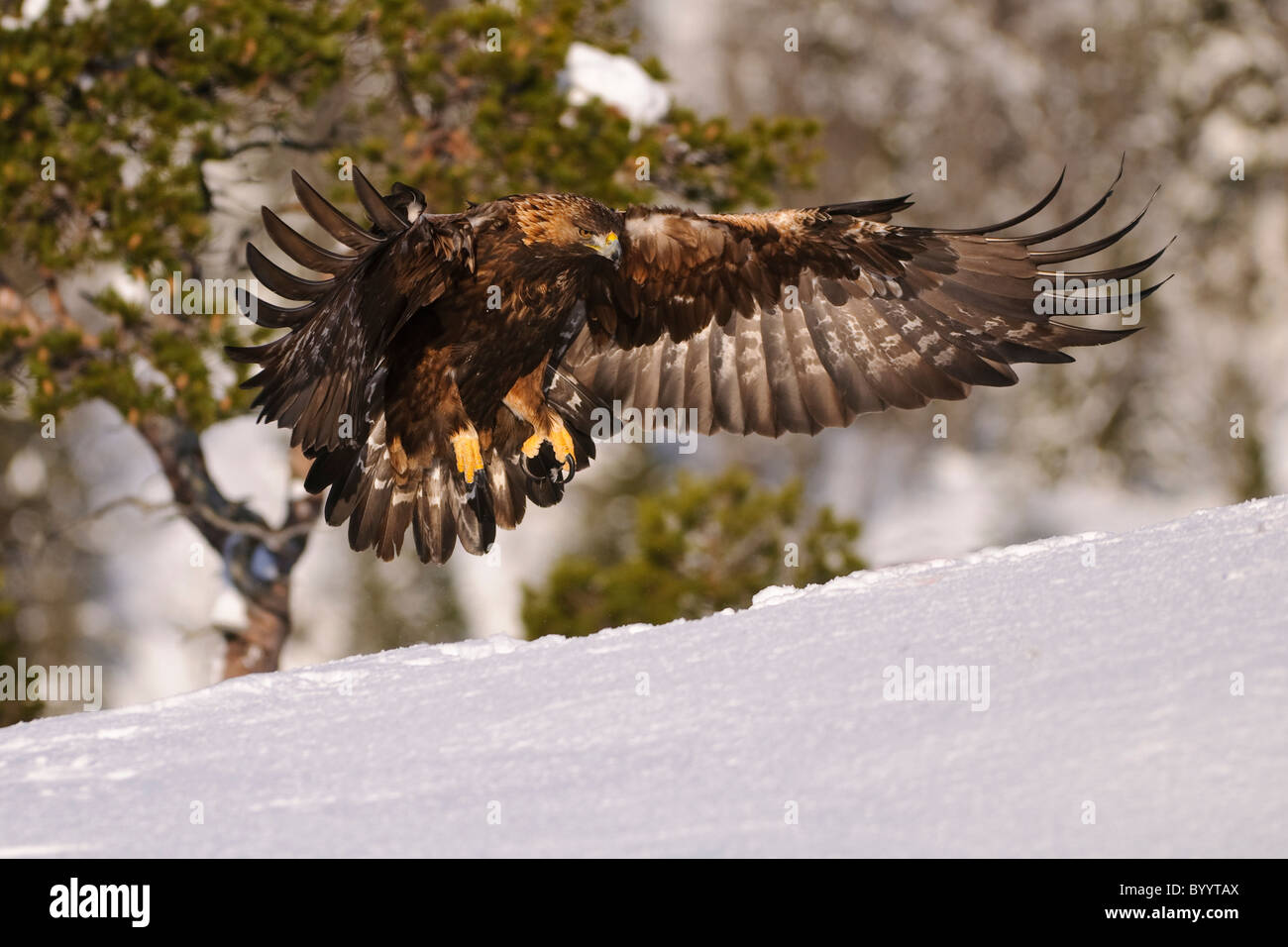 European golden eagle [Aquila chrysaetos] Stock Photo - Alamy