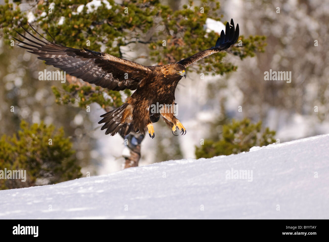 European golden eagle [Aquila chrysaetos] Stock Photo - Alamy