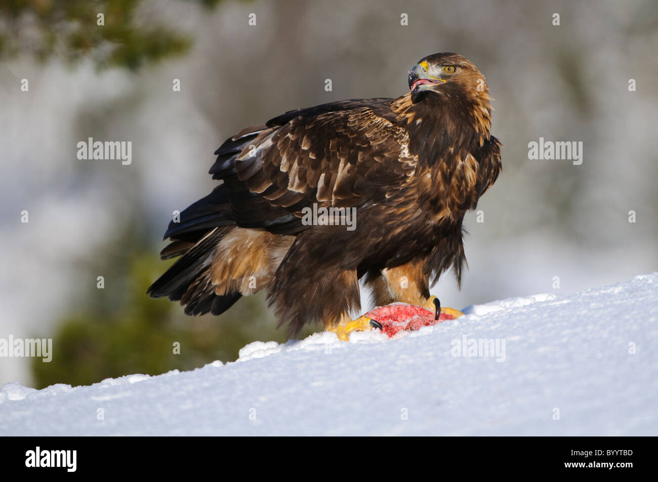 European golden eagle [Aquila chrysaetos] Stock Photo - Alamy