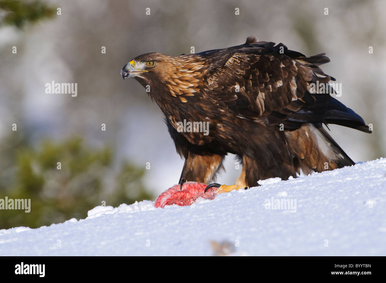 European golden eagle [Aquila chrysaetos] Stock Photo - Alamy