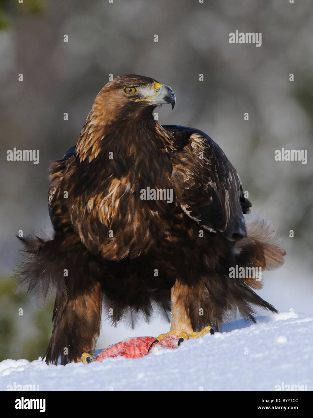 European golden eagle [Aquila chrysaetos] Stock Photo - Alamy