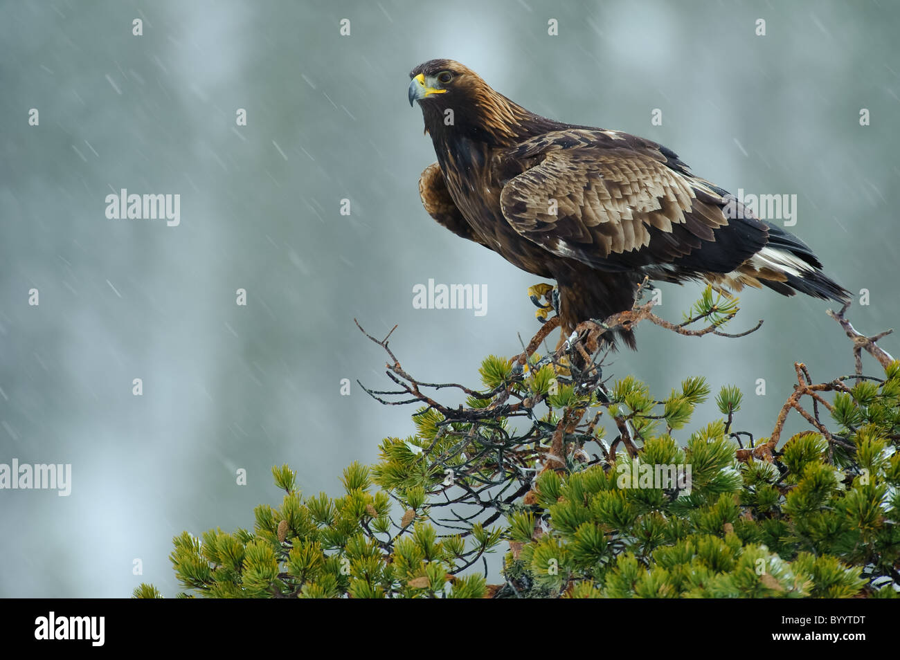 Golden eagles hi-res stock photography and images - Alamy