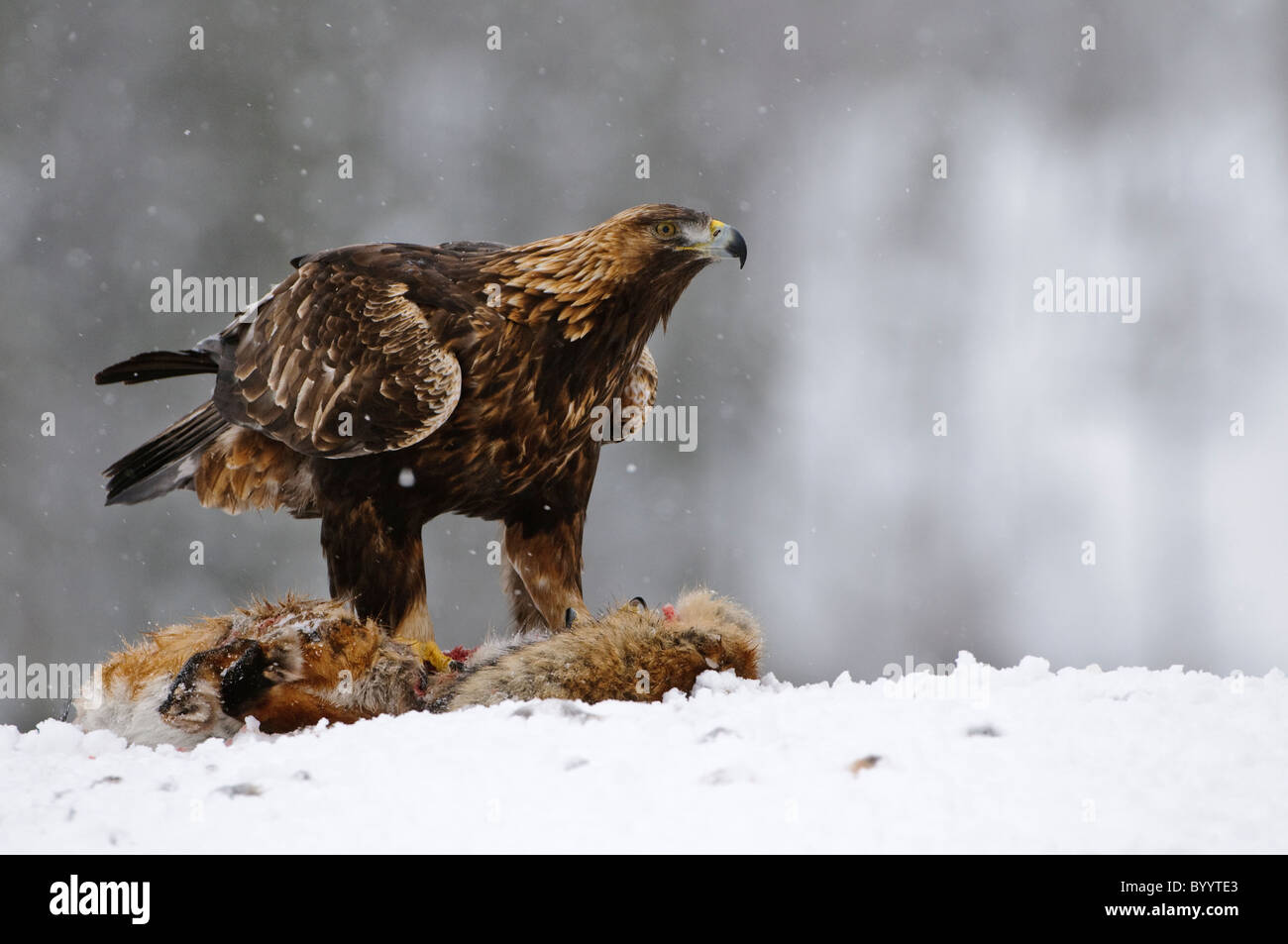 European golden eagle [Aquila chrysaetos] Stock Photo - Alamy
