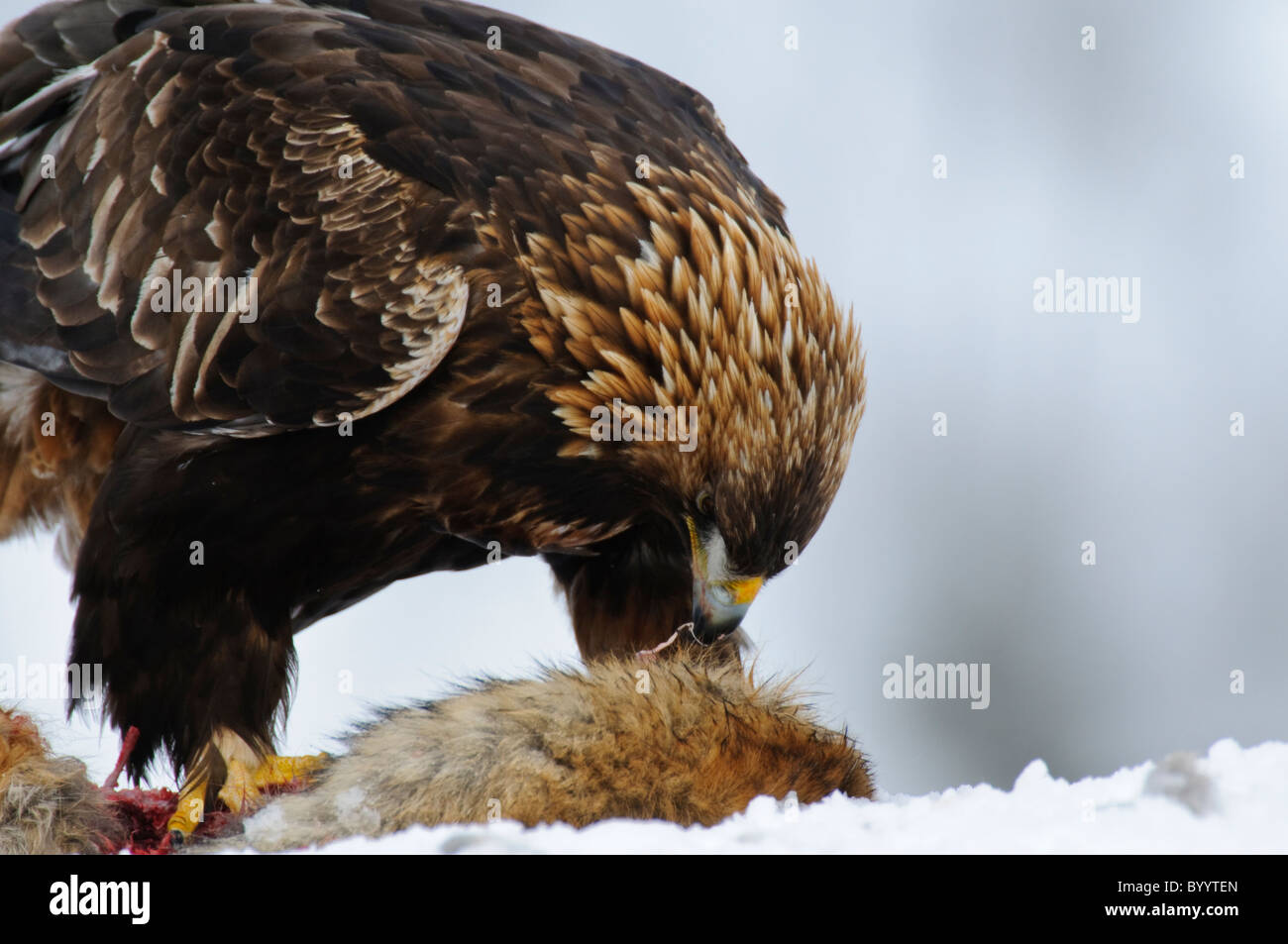 European golden eagle [Aquila chrysaetos] Stock Photo - Alamy