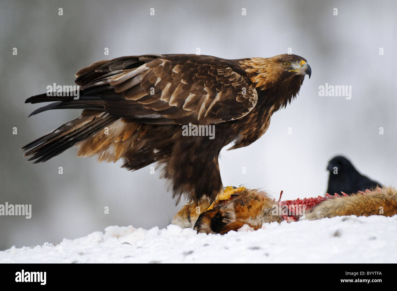 European golden eagle [Aquila chrysaetos] Stock Photo - Alamy