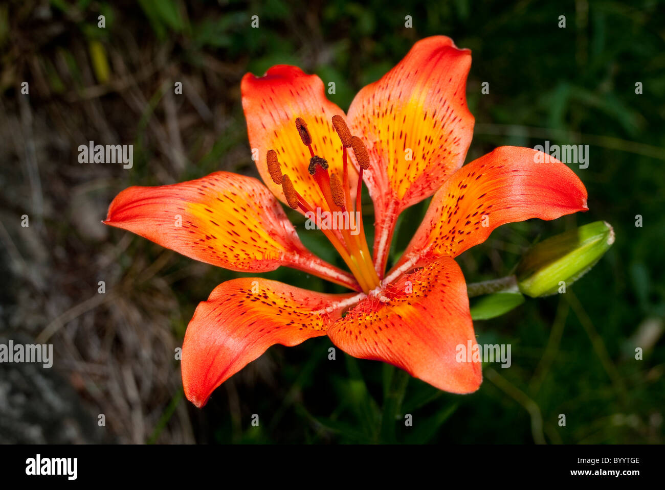 Fire lily hi-res stock photography and images - Alamy