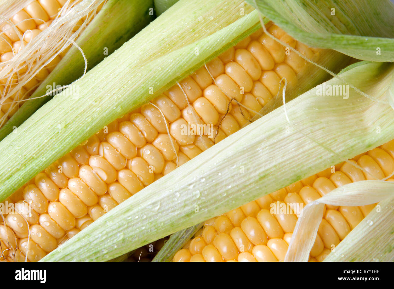 Corn yellow with green foliage Stock Photo - Alamy