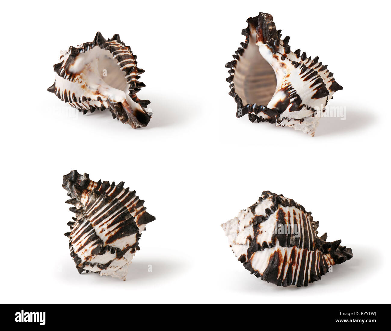 seashells on white background Stock Photo - Alamy