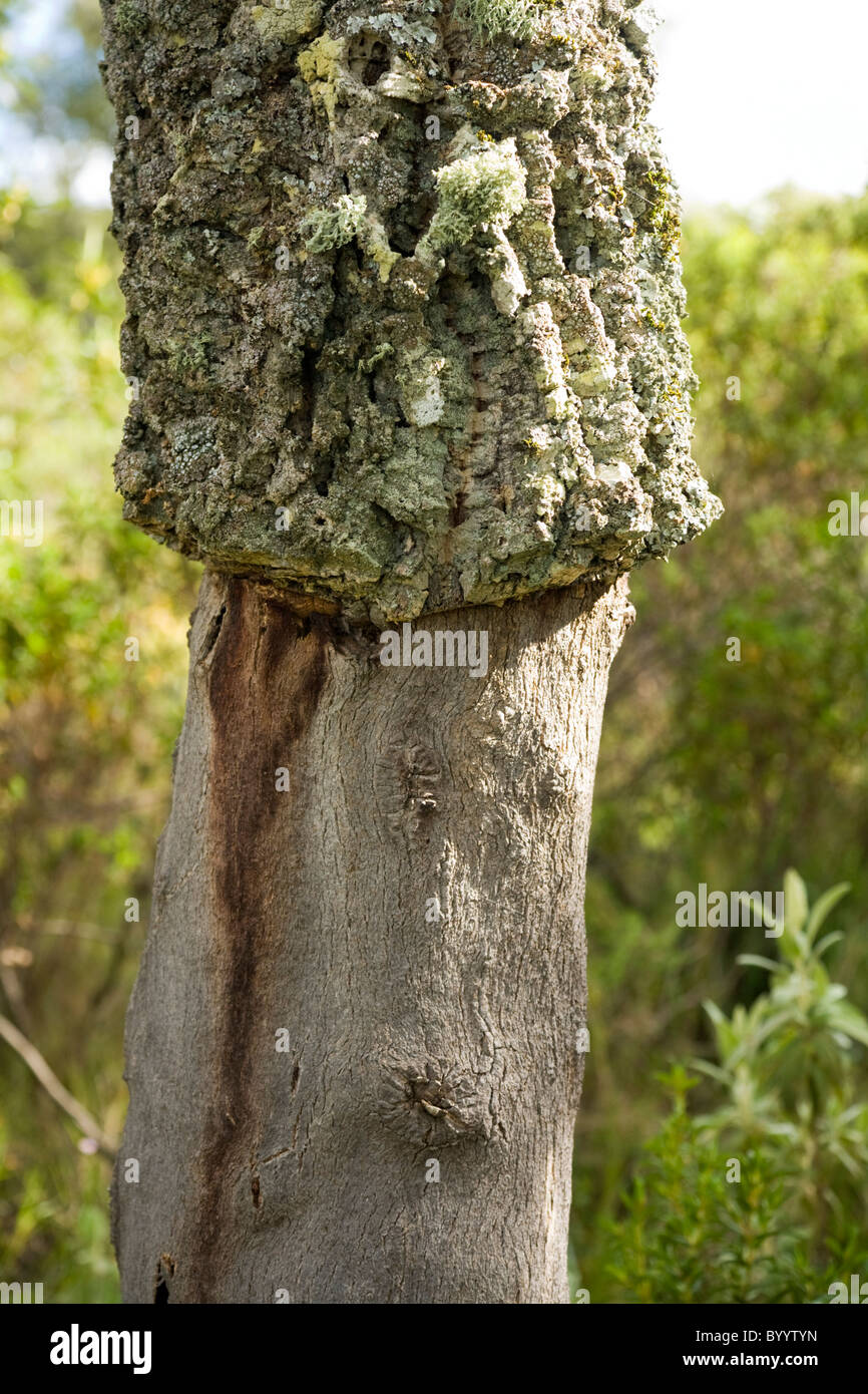 Spanish cork tree harvesting hi-res stock photography and images - Alamy