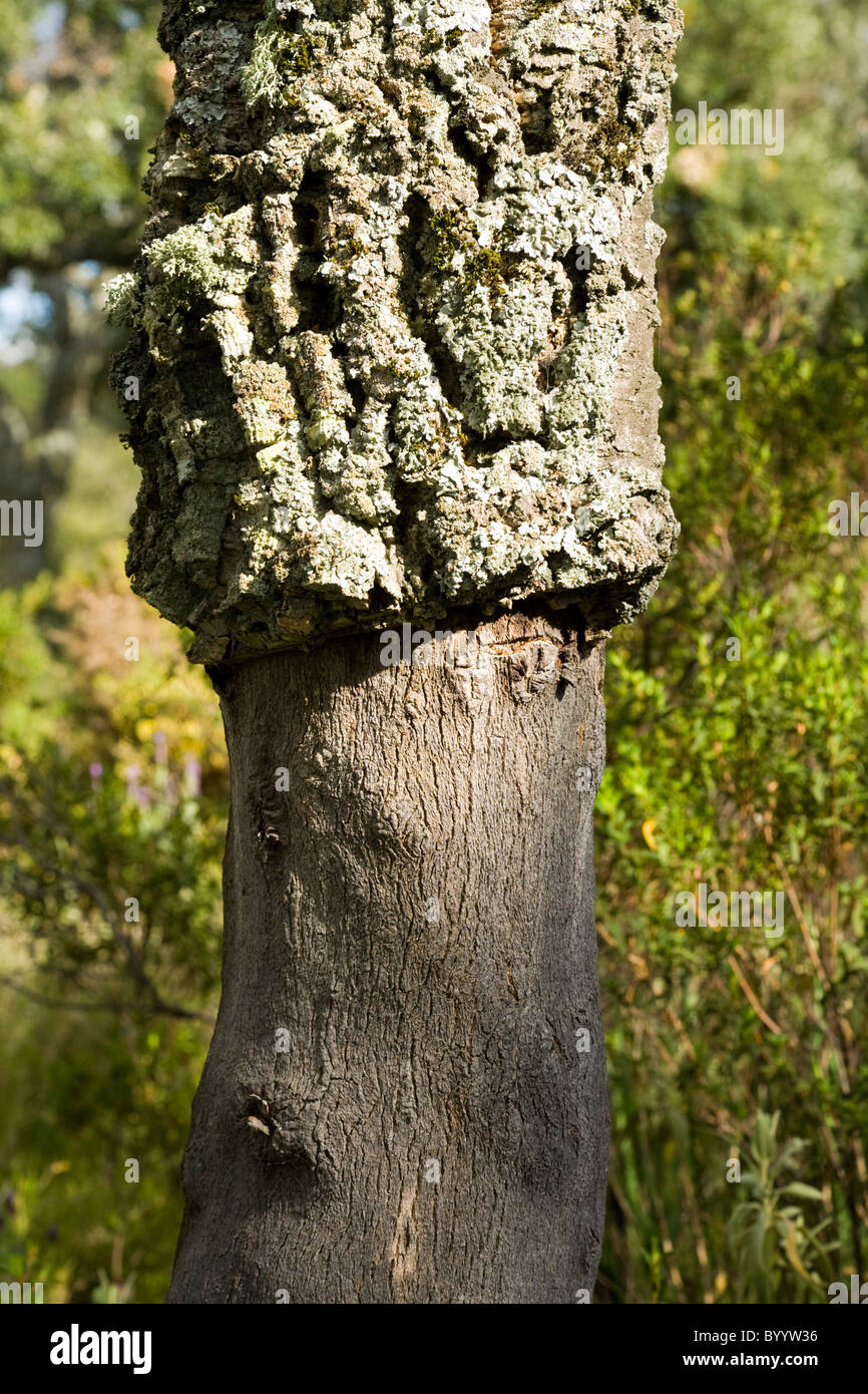 Spanish cork tree harvesting hi-res stock photography and images - Alamy