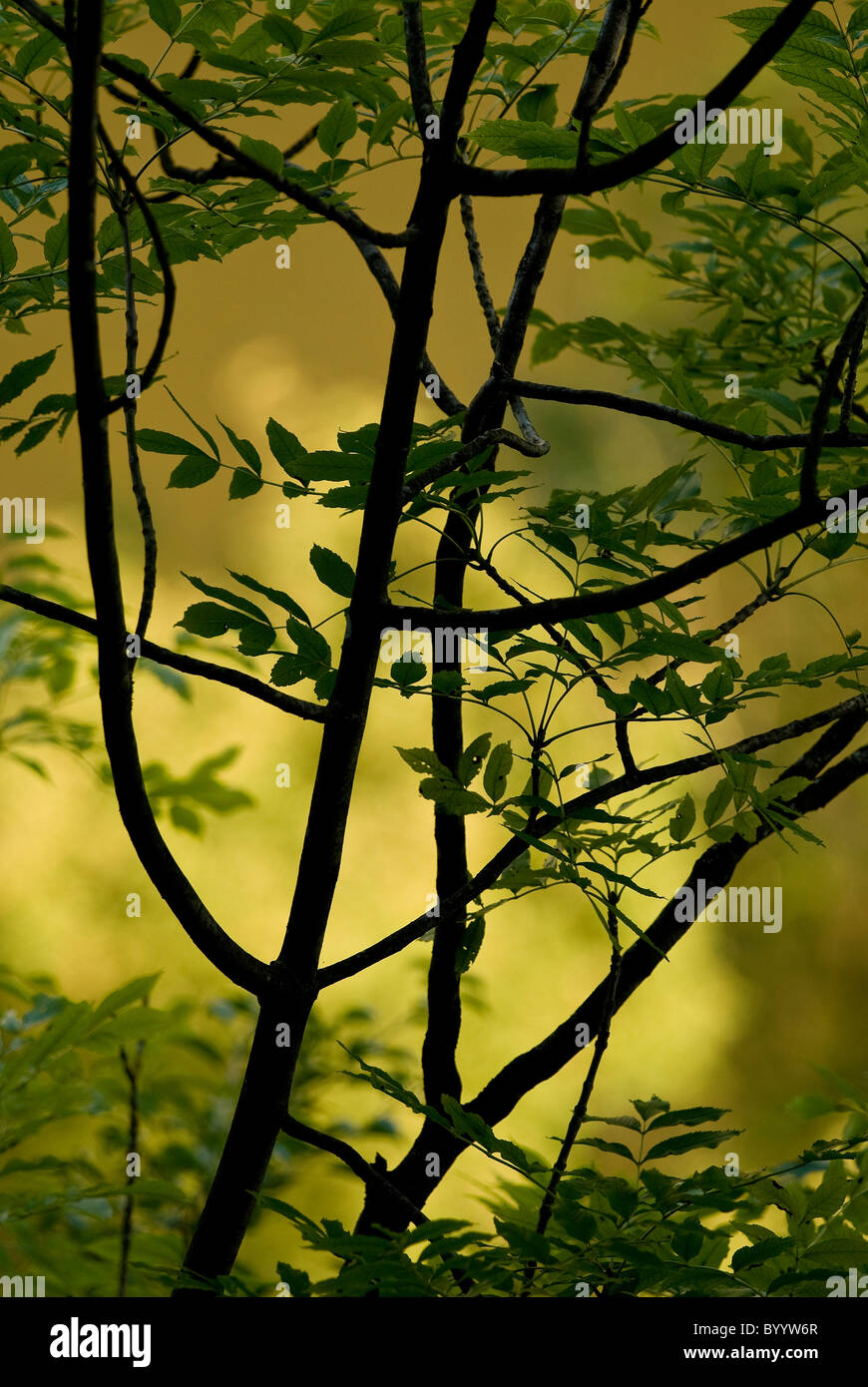 Common Ash, European Ash (Fraxinus excelsior), twigs with leaves Stock ...