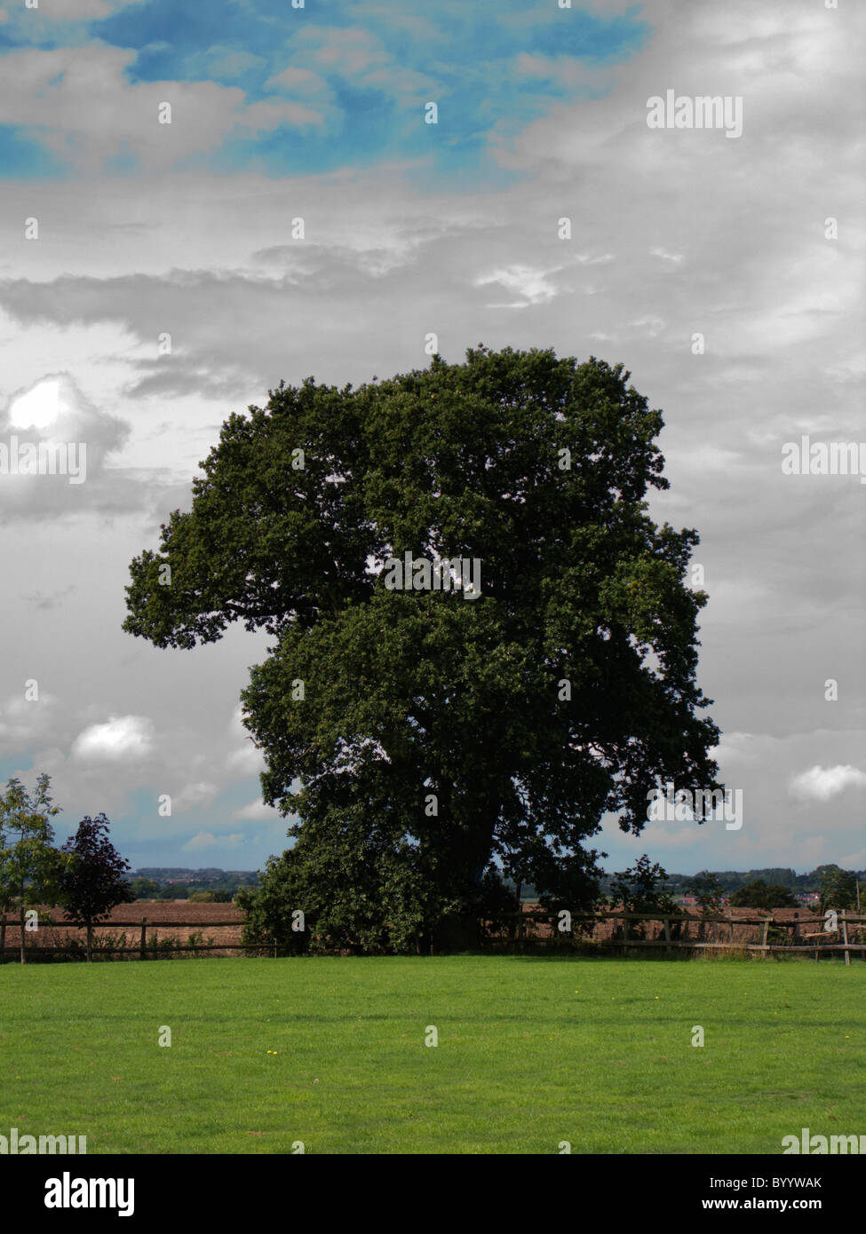 single green tree standing alone Stock Photo - Alamy