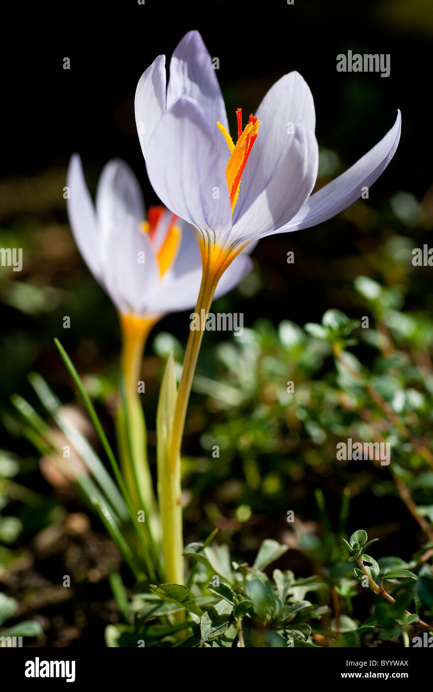 Italian Crocus (Crocus longiflorus), flowers Stock Photo - Alamy