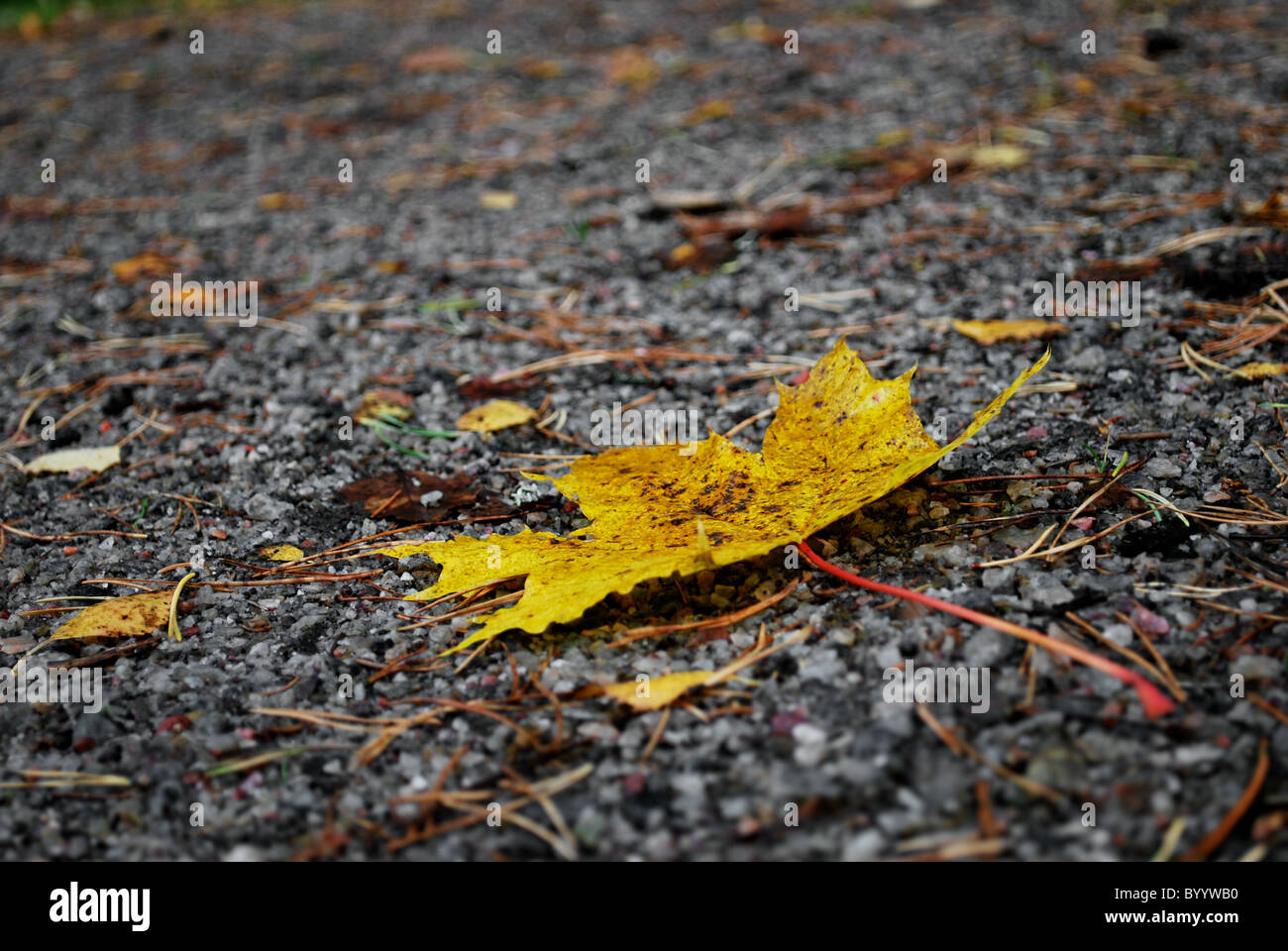 Leaf on the ground Stock Photo - Alamy