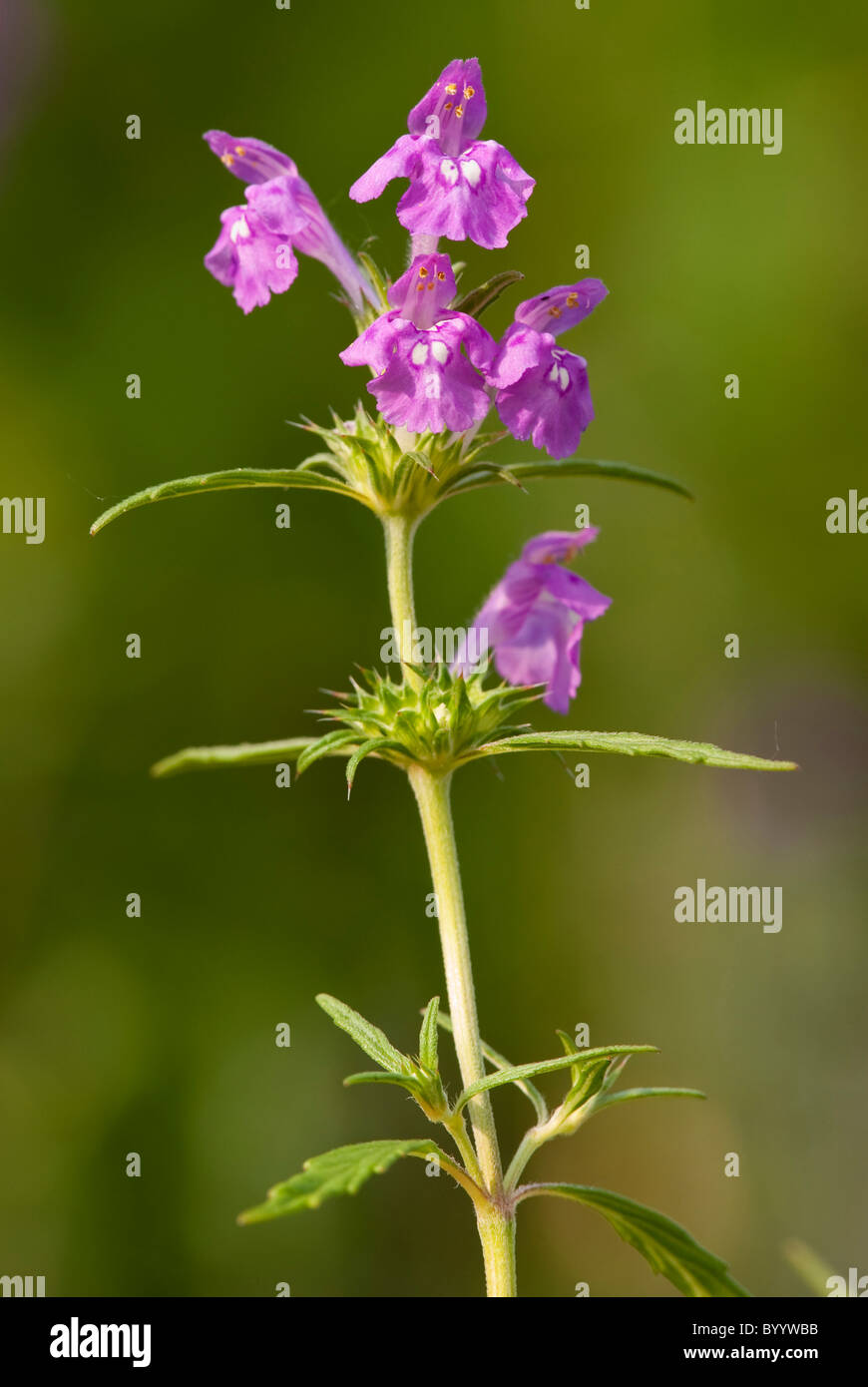 Red Hemp-Nettle (Galeopsis ladanum agg.), flowering stalk Stock Photo ...