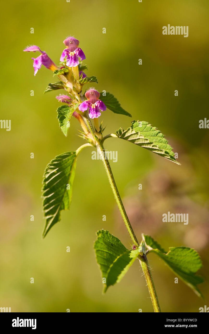 Downy Hemp-Nettle (Galeopsis pubescens), flowering stalk Stock Photo ...