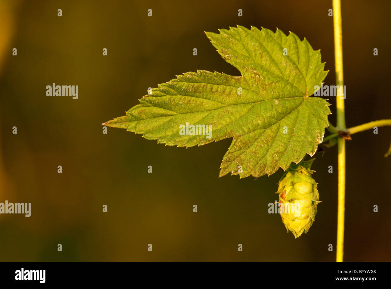 Common Hop (Humulus lupulus), leaf and hops flower Stock Photo - Alamy