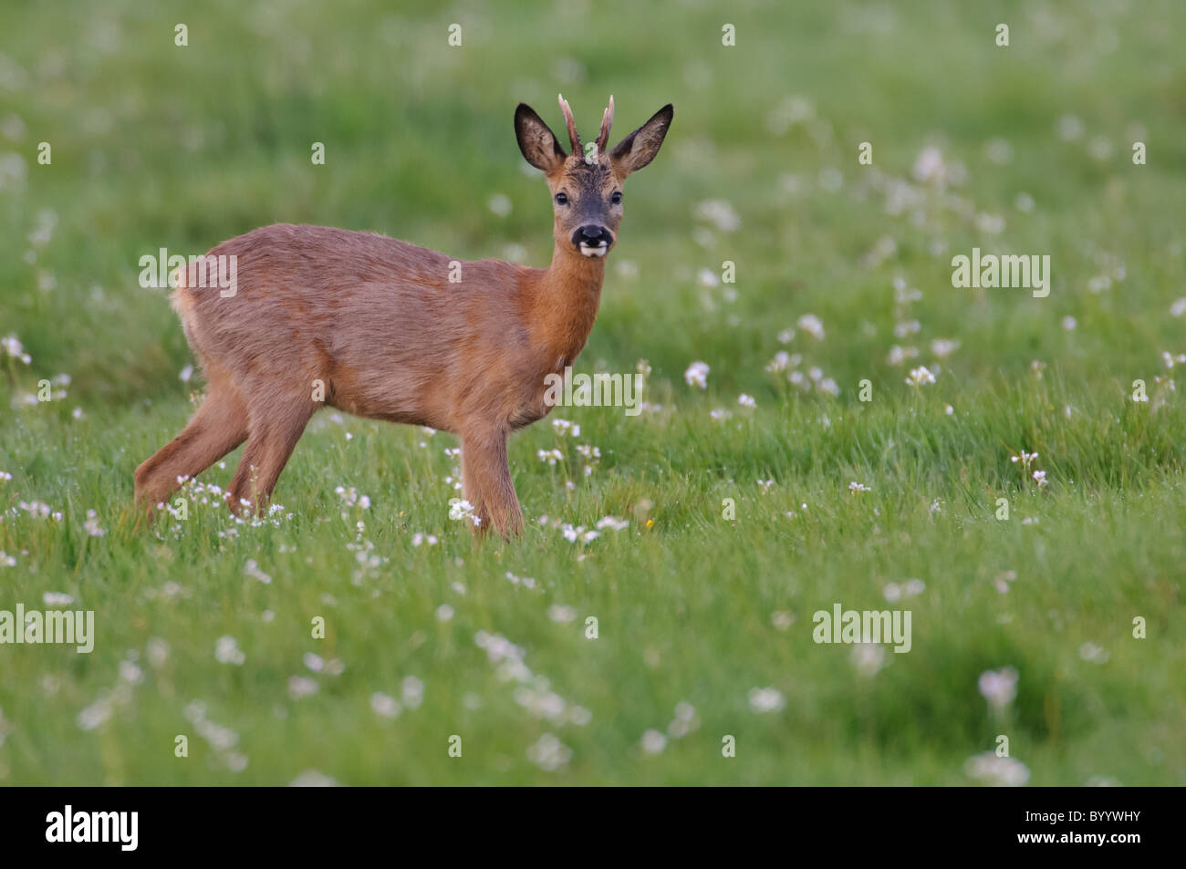 European roe deer [Capreolus capreolus], germany Stock Photo - Alamy