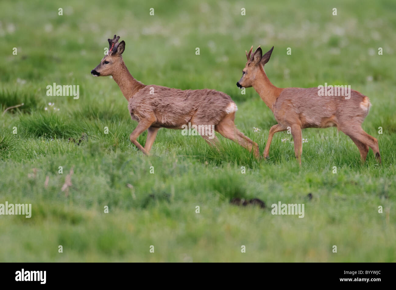 European roe deer [Capreolus capreolus], germany Stock Photo - Alamy