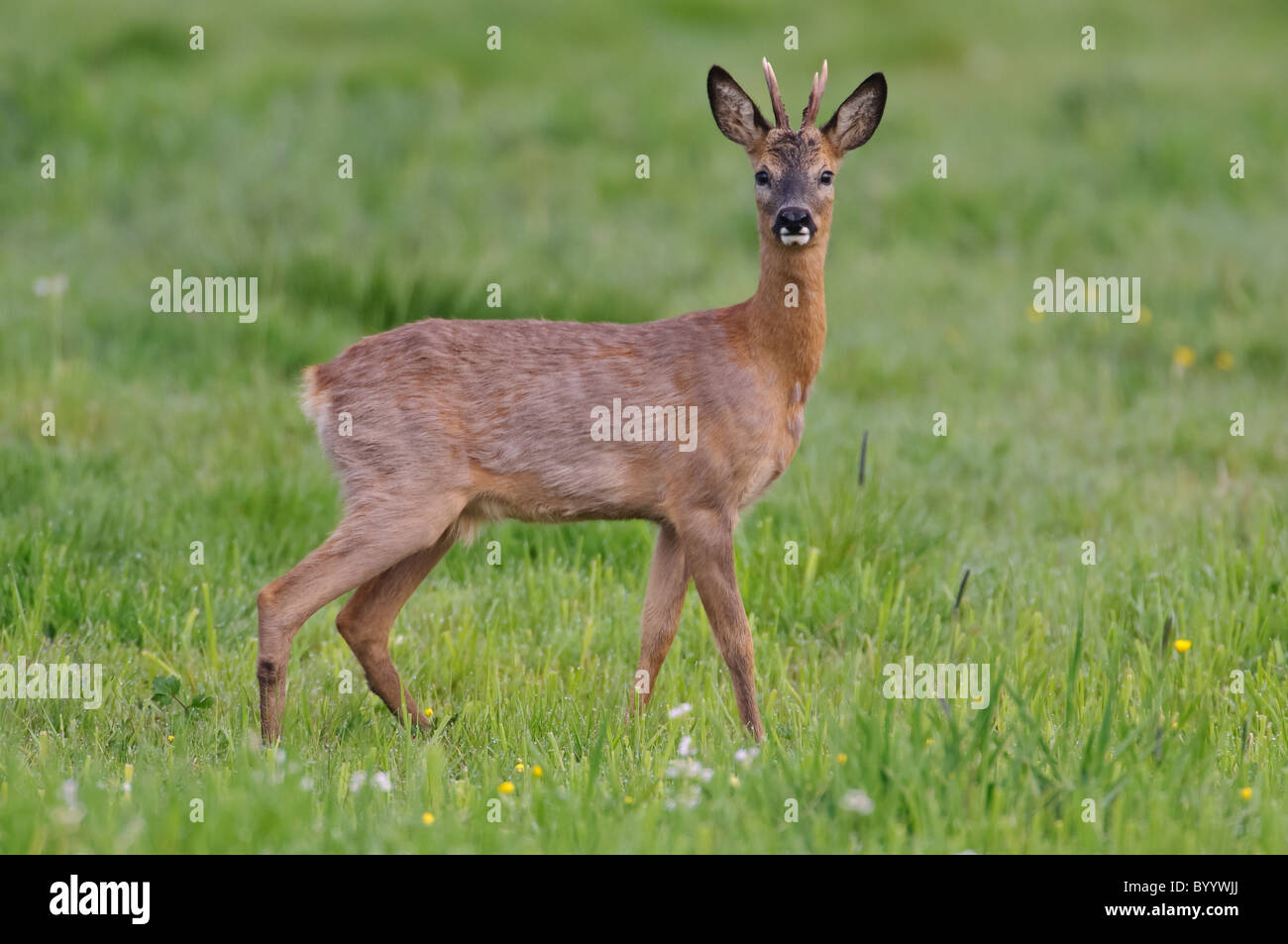 European roe deer [Capreolus capreolus], germany Stock Photo - Alamy