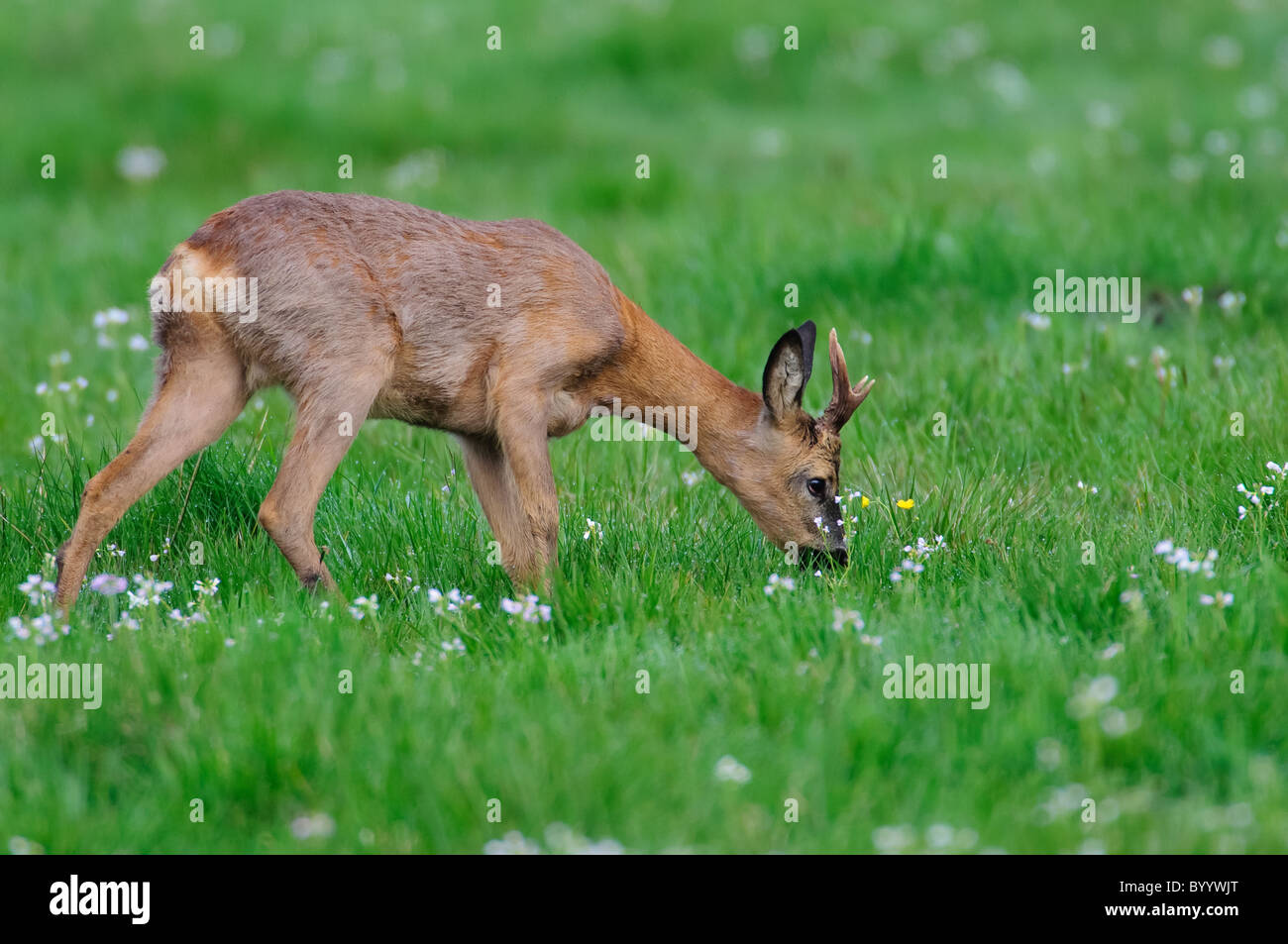 European roe deer [Capreolus capreolus], germany Stock Photo - Alamy