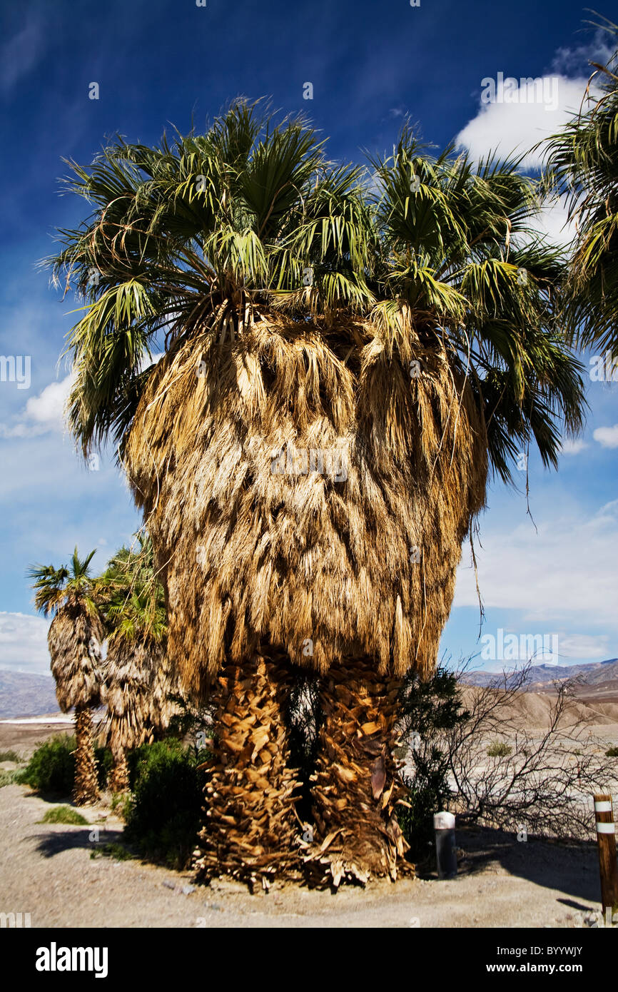 Washington Fan Palm High Resolution Stock Photography and Images - Alamy