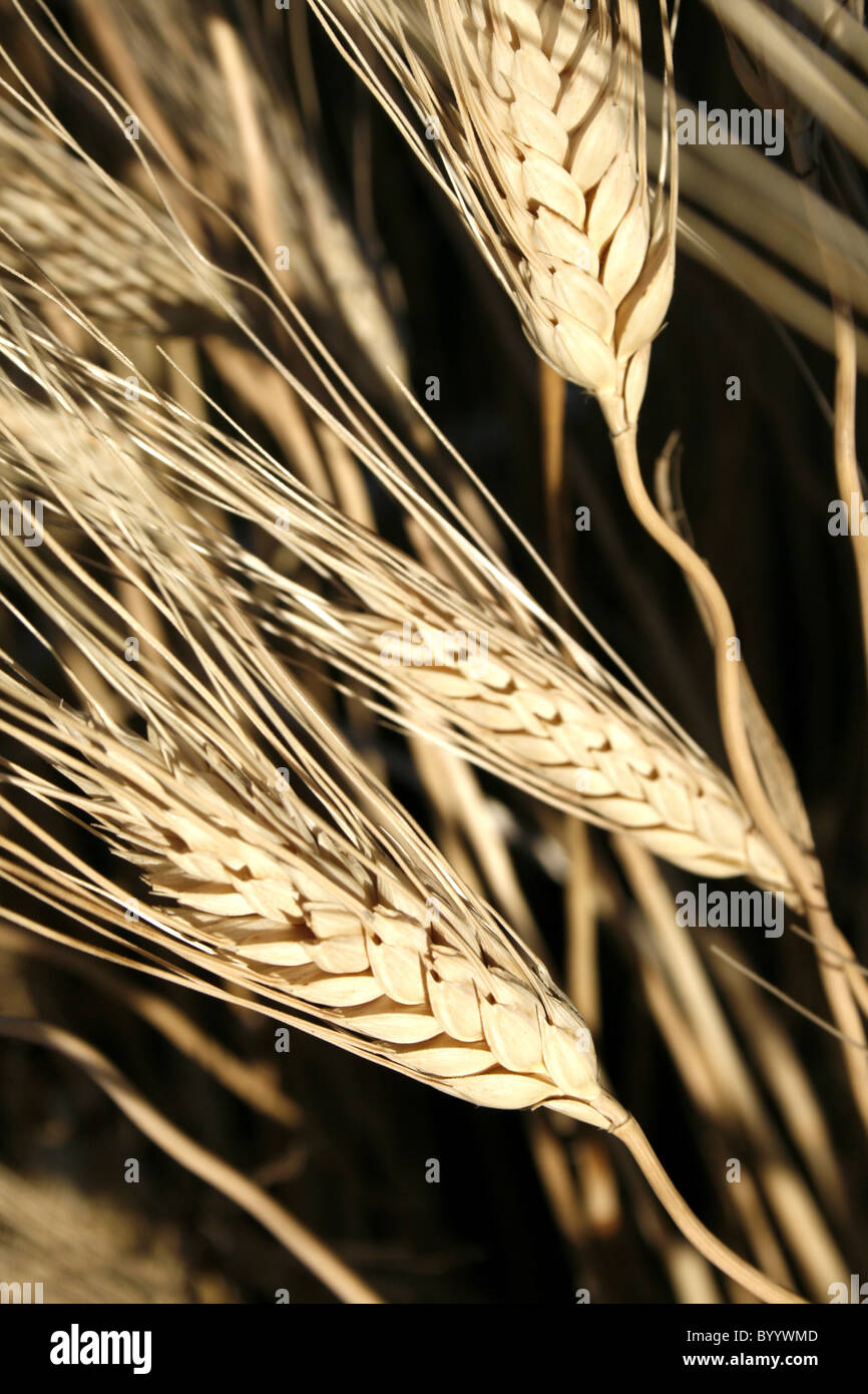 Wheat life cycle hi-res stock photography and images - Alamy