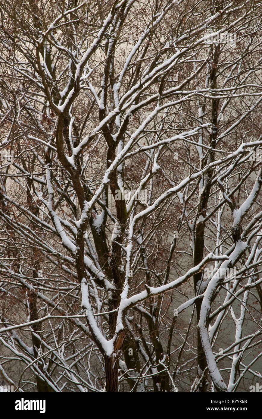 Beech twig in hi-res stock photography and images - Alamy