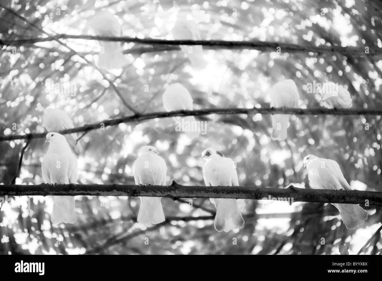 White dove uk Black and White Stock Photos & Images - Alamy