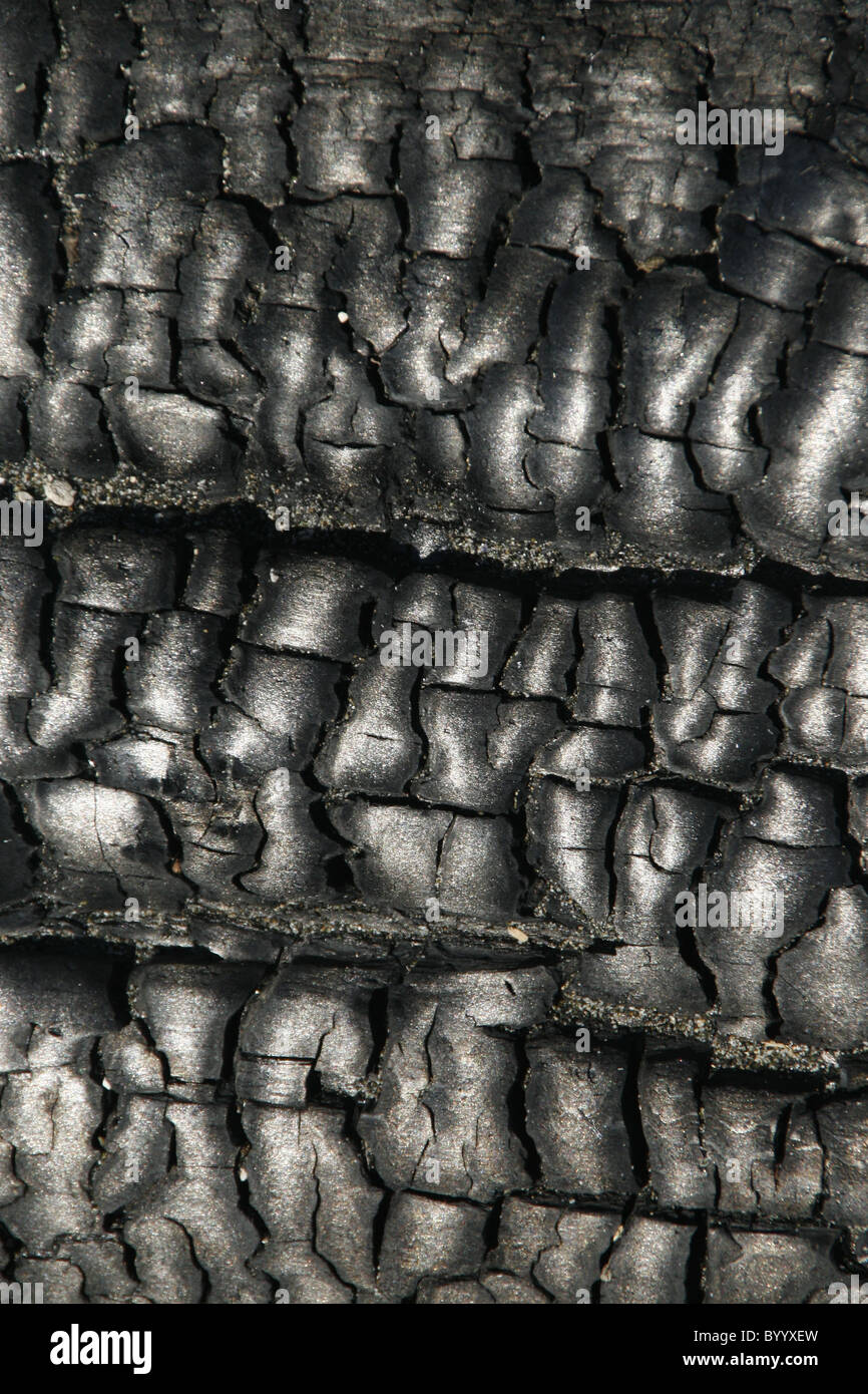 close up of charred wooden log Stock Photo - Alamy