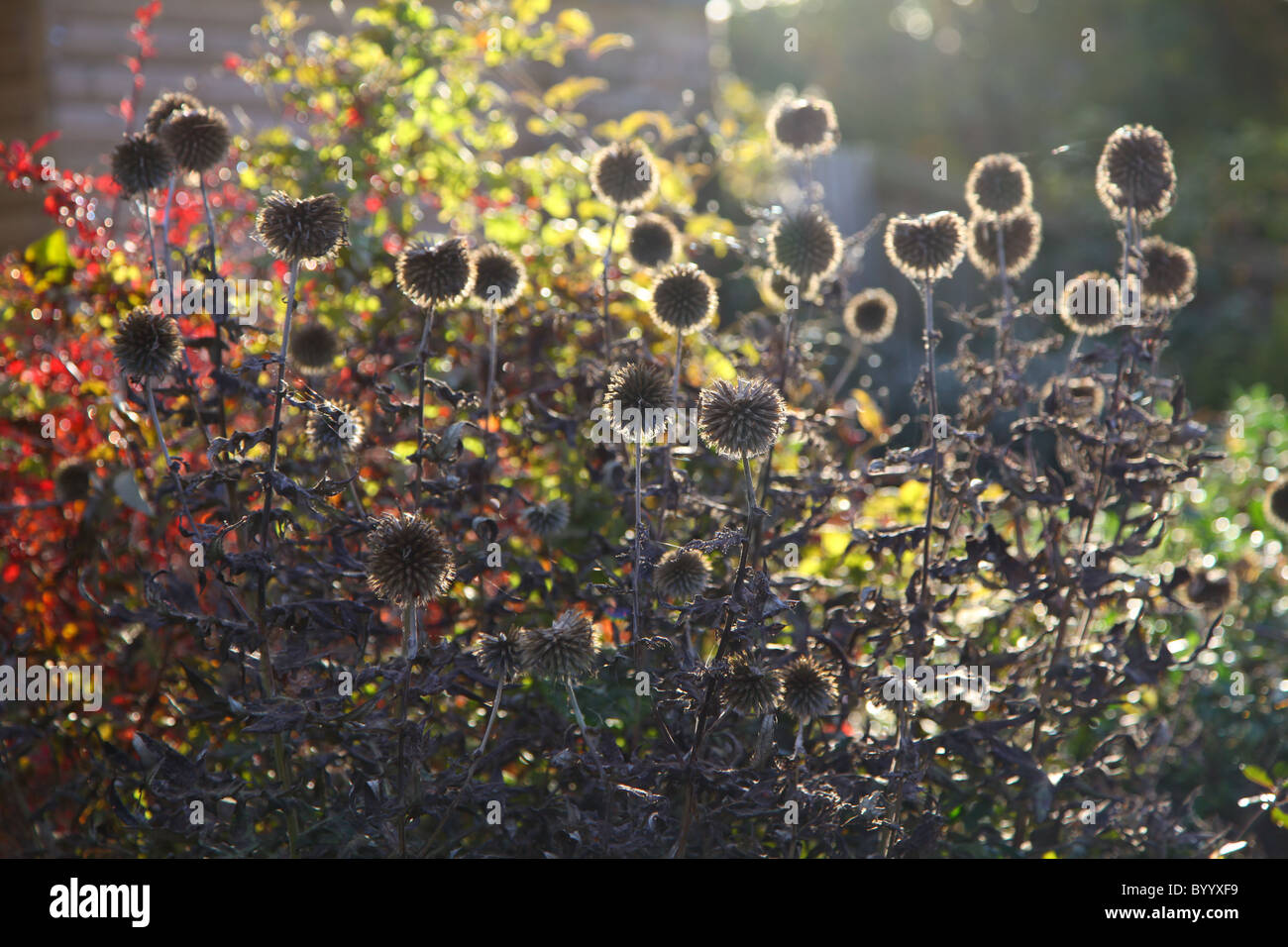 Sunlit garden plants hi-res stock photography and images - Alamy