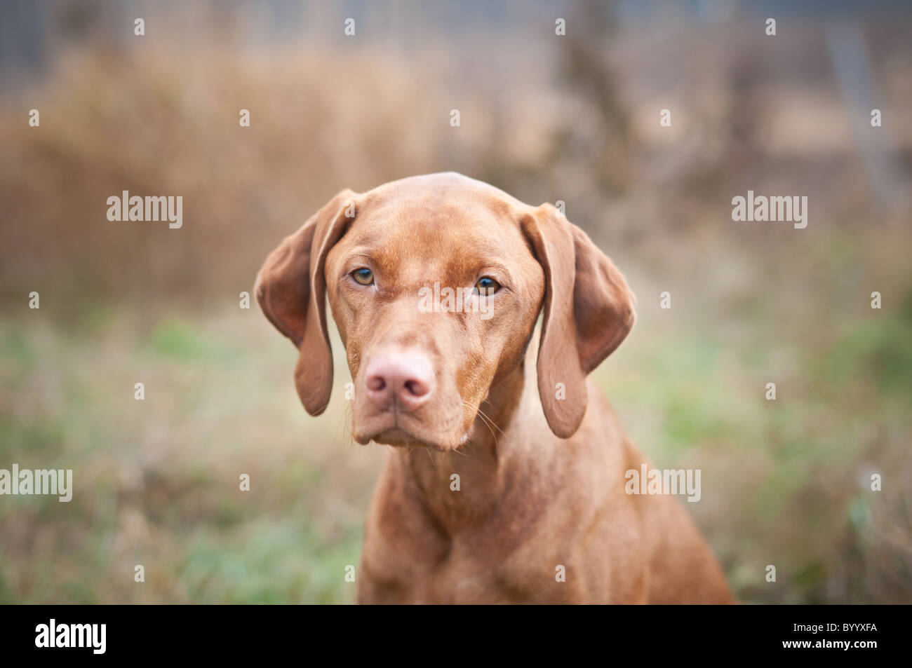 A female Hungarian Vizsla dog stares past the photographer while ...