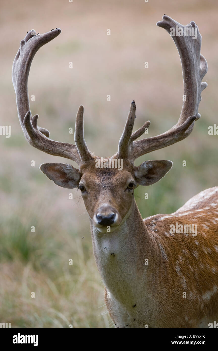 Cervus dama dama hi-res stock photography and images - Alamy