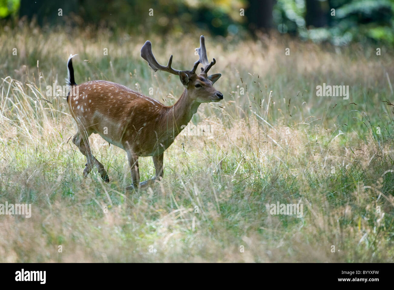 Cervus dama dama hi-res stock photography and images - Alamy