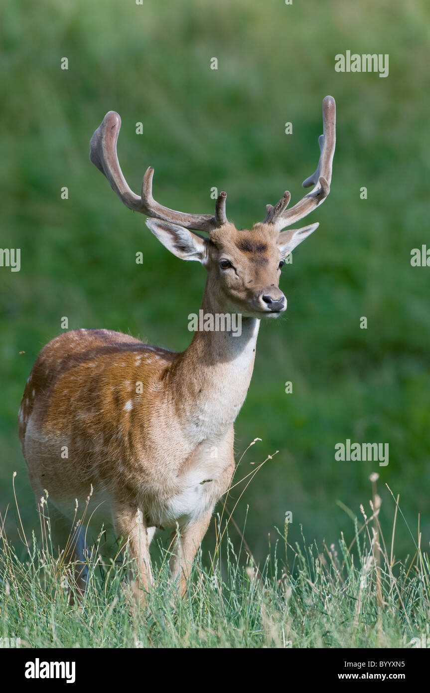fallow deer Cervus dama dama Damhirsch europe Stock Photo - Alamy