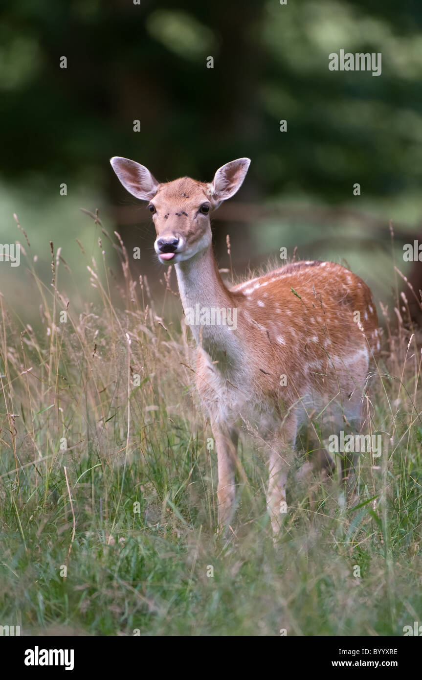 Europaeische damhirsch hi-res stock photography and images - Alamy