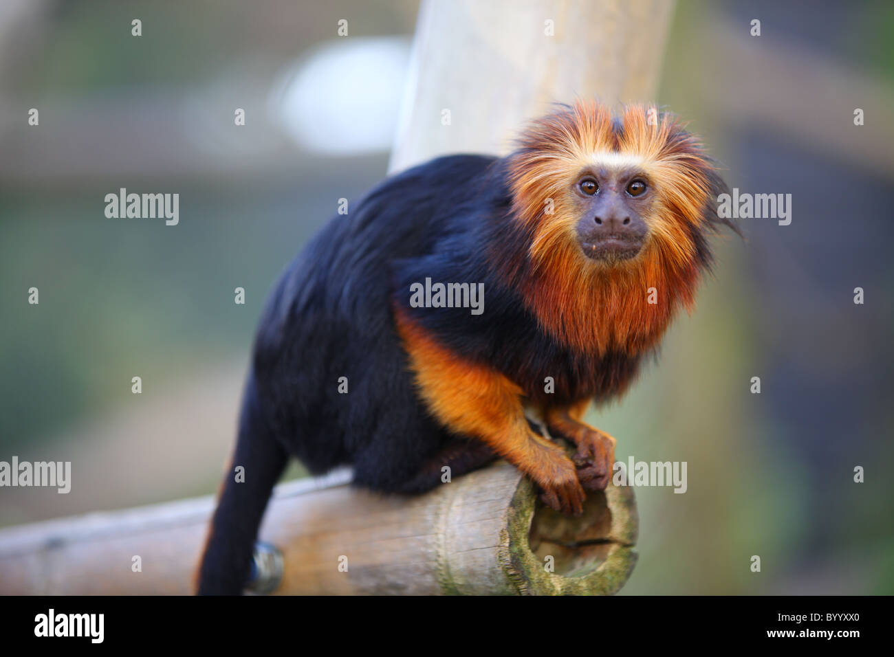 Golden lion tamarin monkey Stock Photo - Alamy
