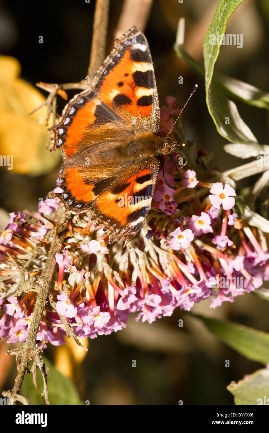 Tortoiseshell butterfly hi-res stock photography and images - Alamy