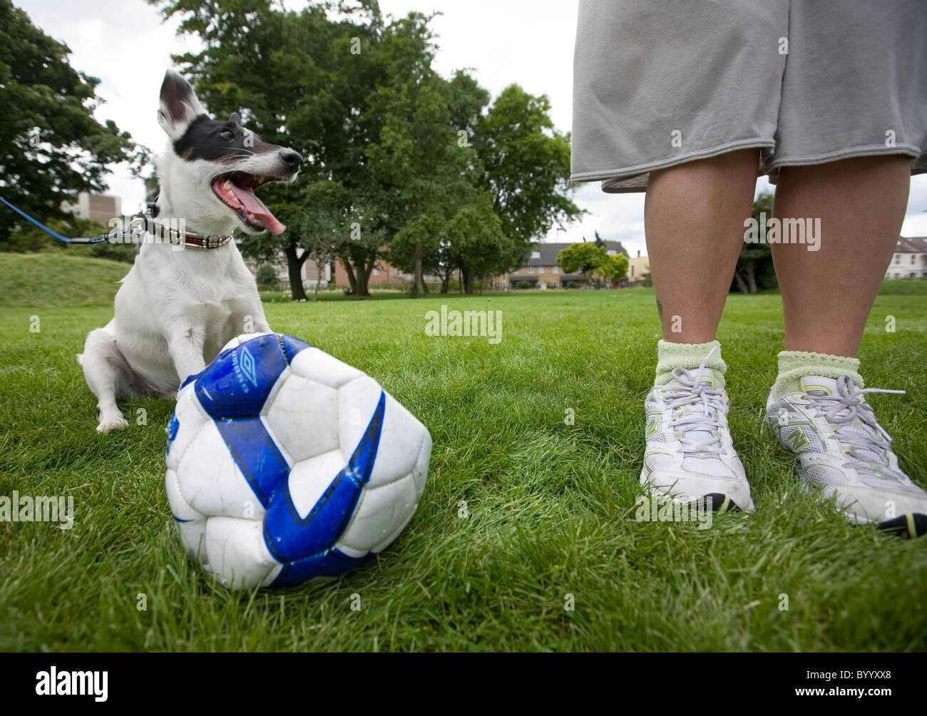 Dog with ball Stock Photo - Alamy