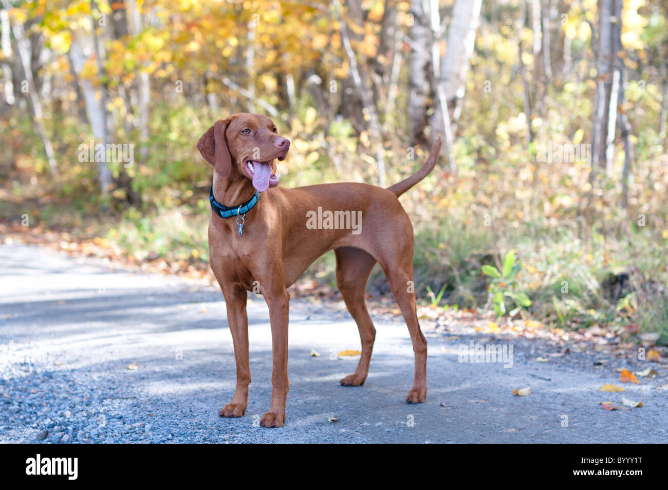 A female Vizsla stands on a road with autumn leaves in the background ...
