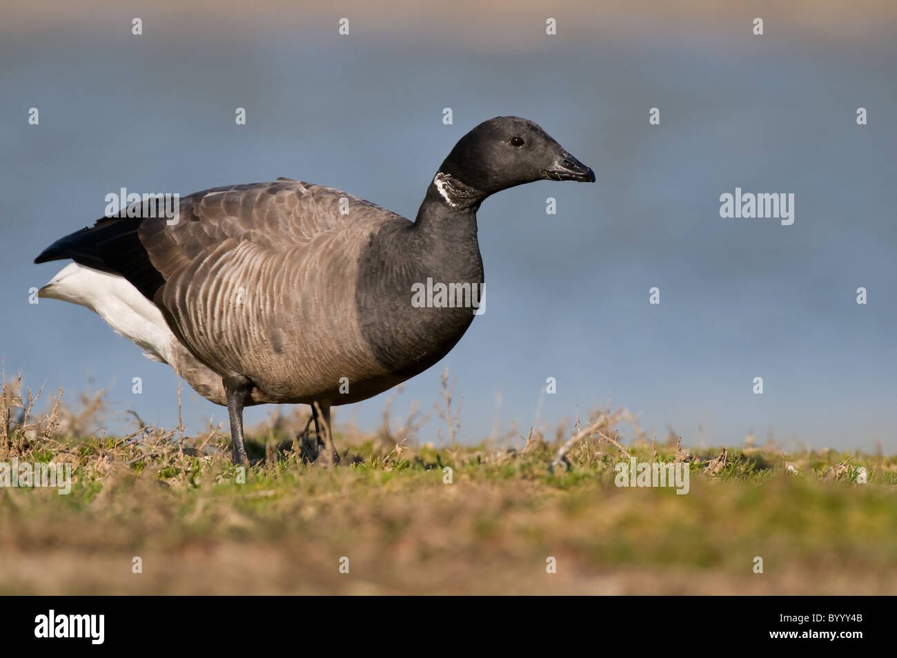 Brant goose hi-res stock photography and images - Alamy