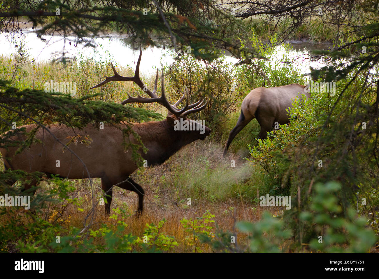 Elk in banff national park forest hi-res stock photography and images ...