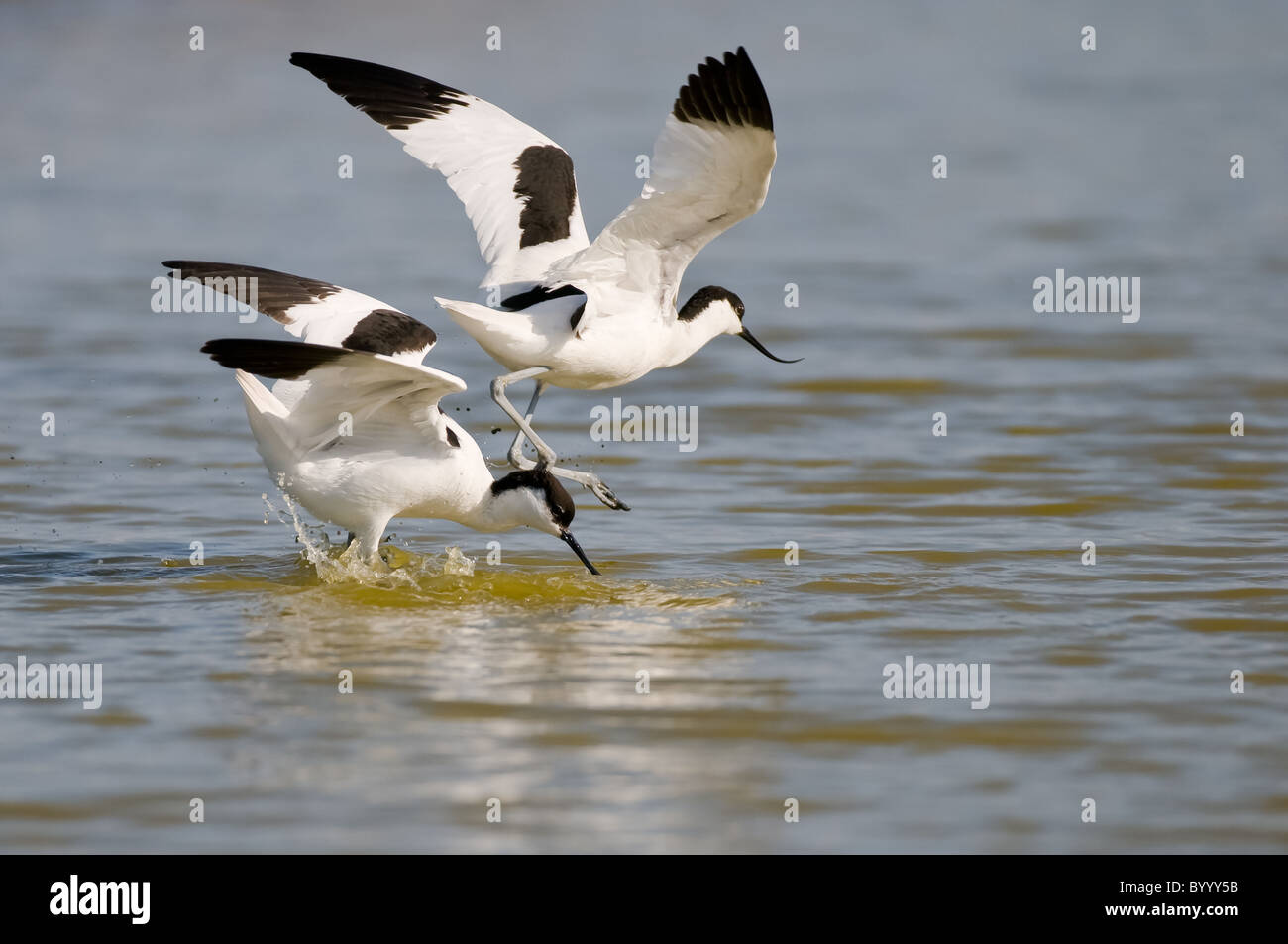 pied avocet Recurvirostra avosetta saebelschnaebler Stock Photo - Alamy
